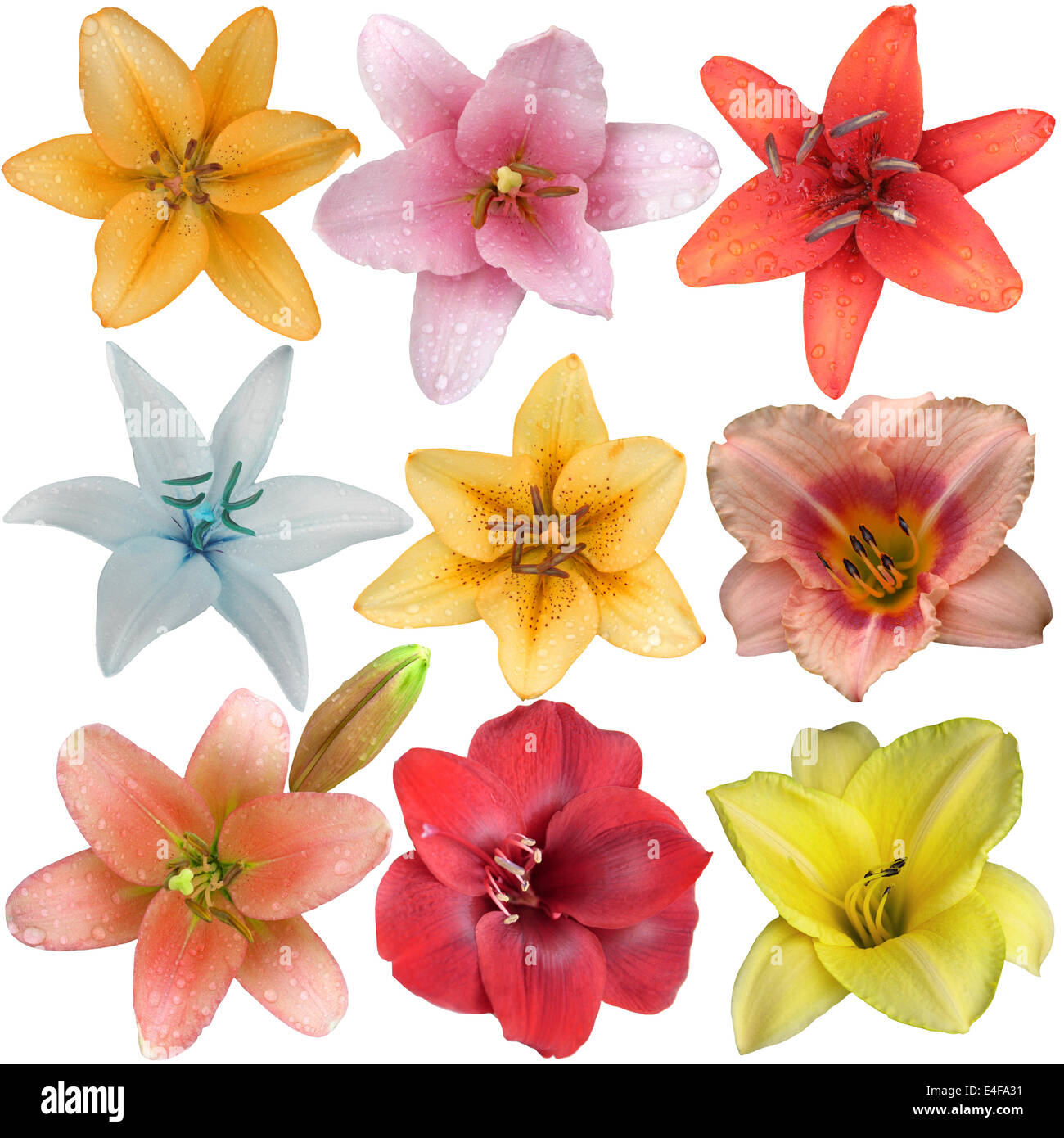 Collection of nine different lily flower heads isolated on white ...