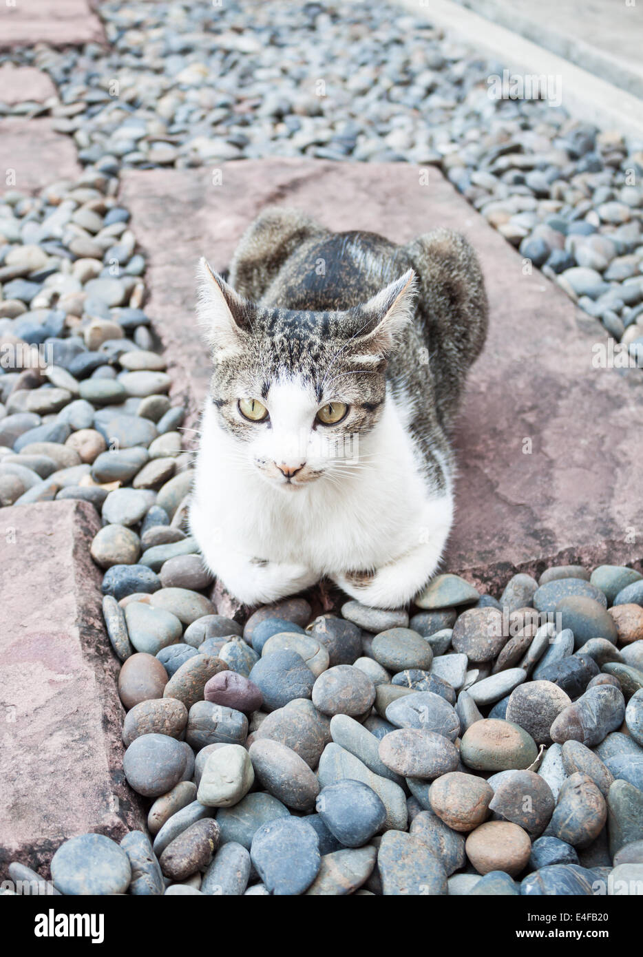 Cat laying side hi-res stock photography and images - Alamy