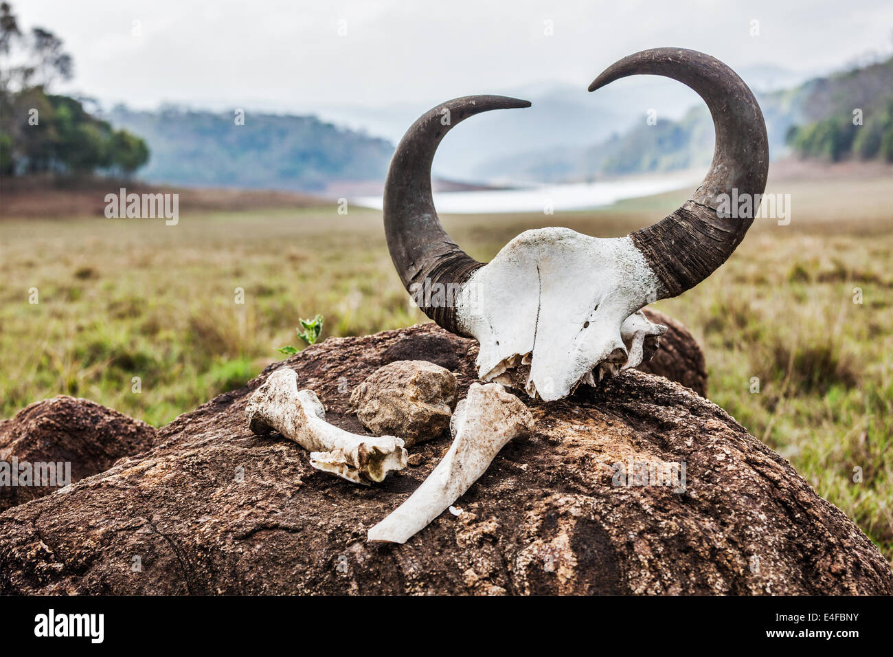 Bison skull hi-res stock photography and images - Alamy