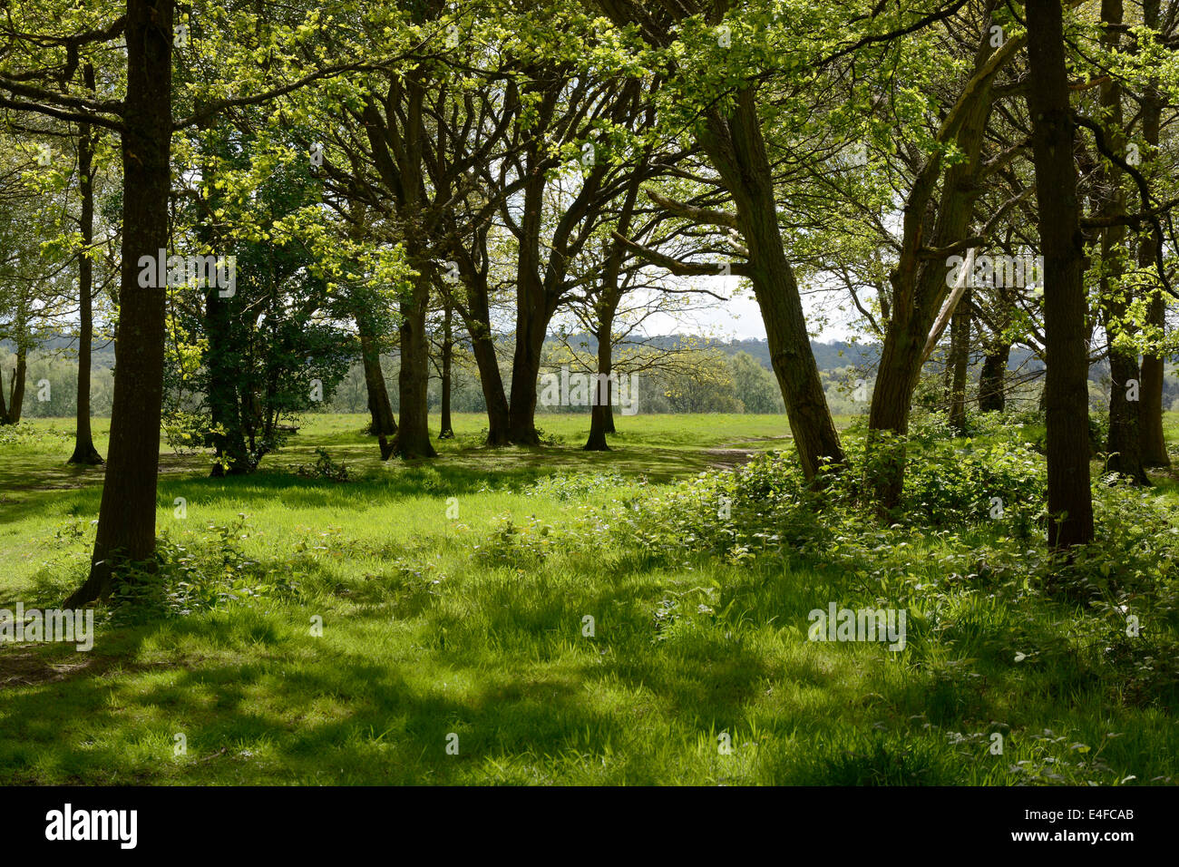 Heathland common hi-res stock photography and images - Alamy