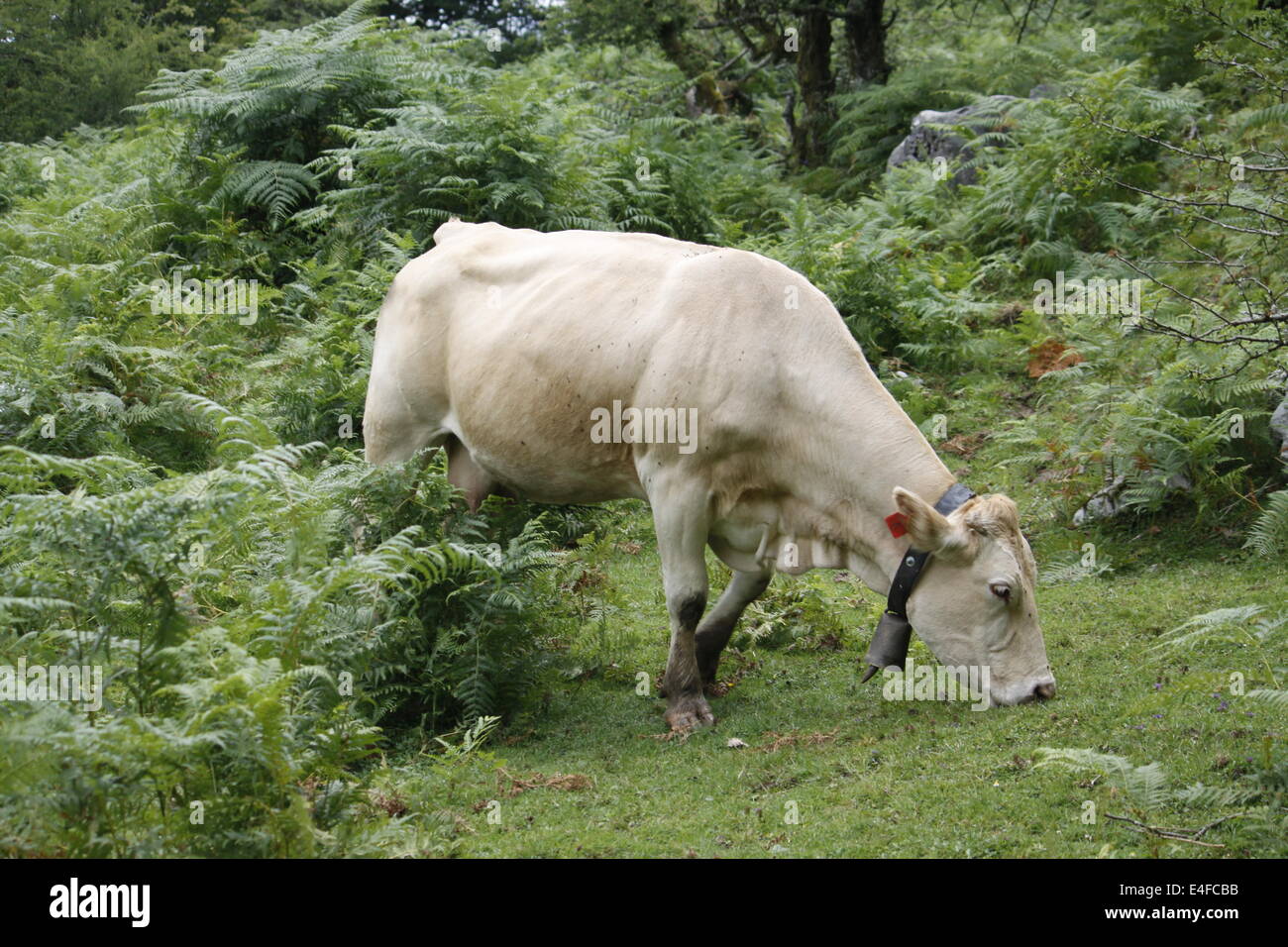 Cow, Natural Park of Gorbeia, Biscaye, Alava, Basque Country, Spain ...