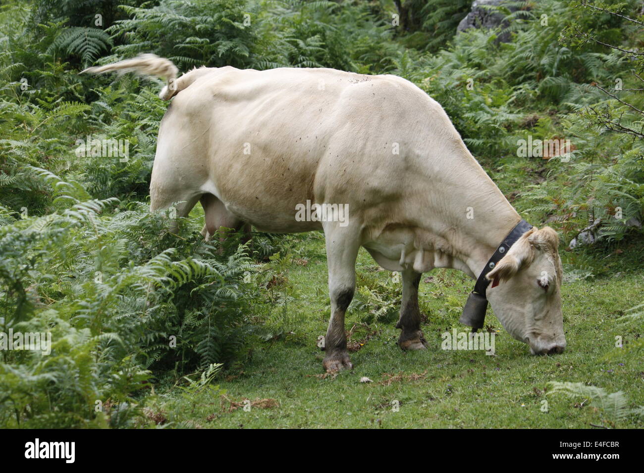Cow, Natural Park of Gorbeia, Biscaye, Alava, Basque Country, Spain ...