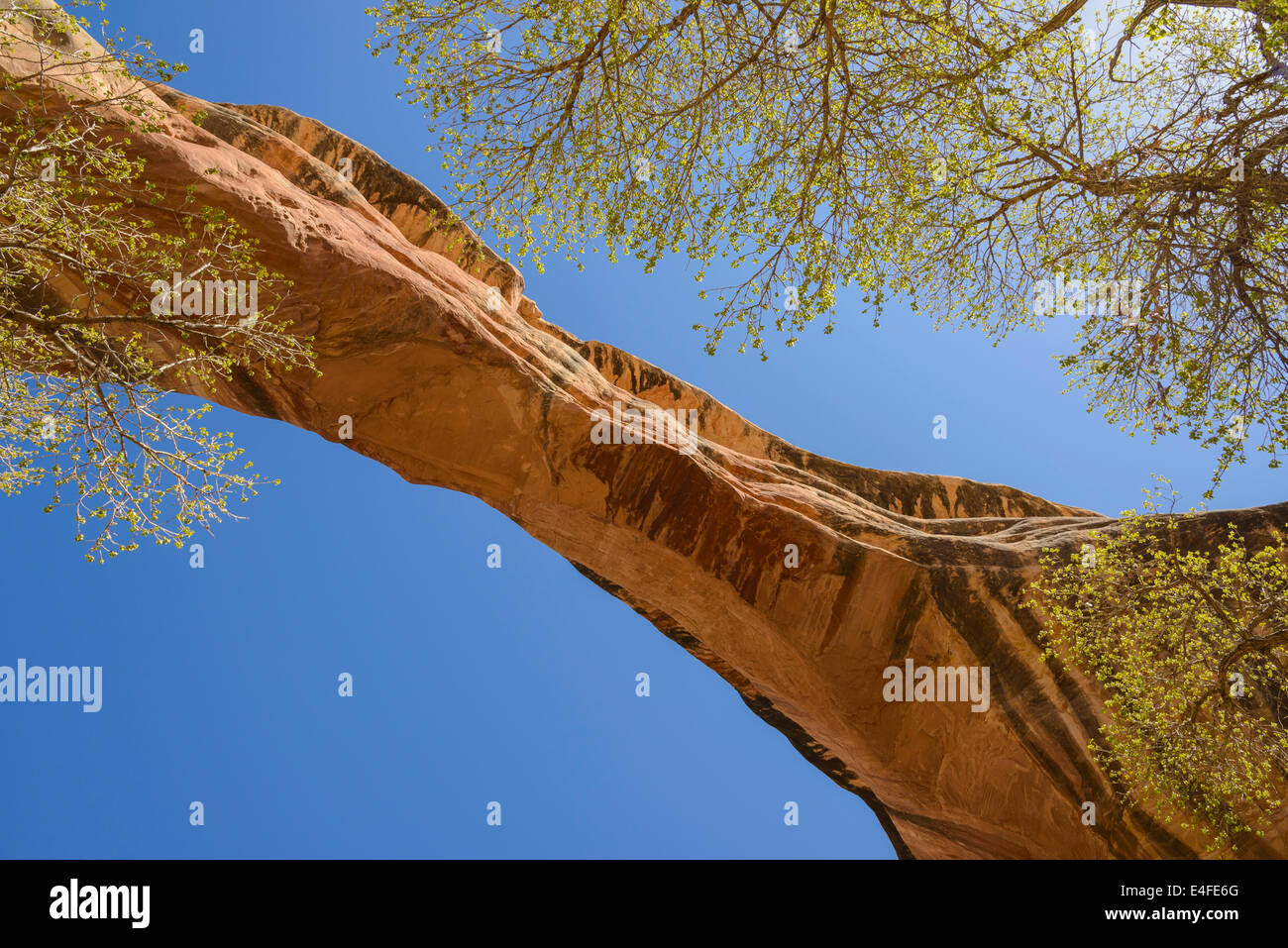 Sipapu Bridge, Natural Bridges National Monument, Utah, USA Stock Photo ...