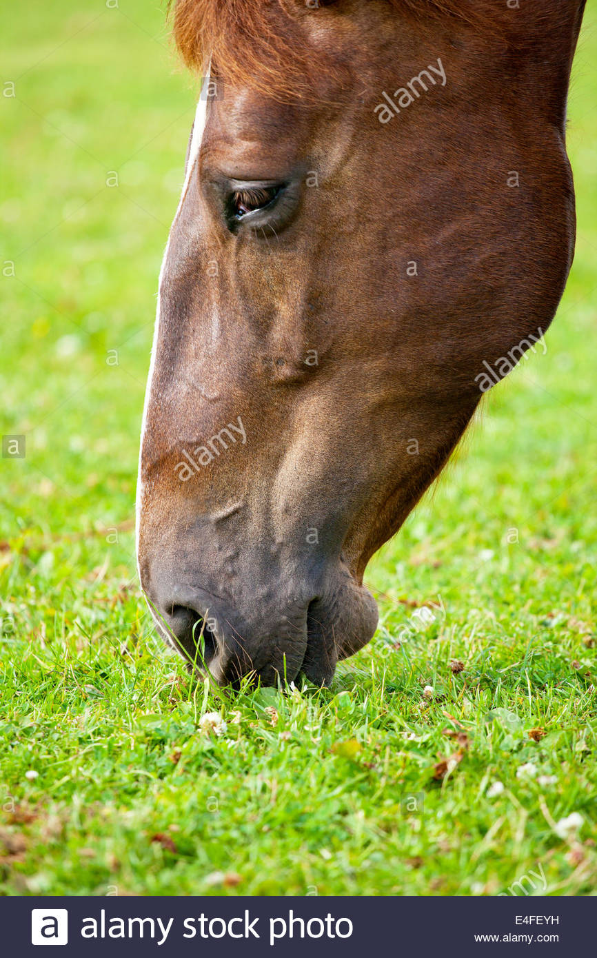 Short Grazing High Resolution Stock Photography and Images - Alamy