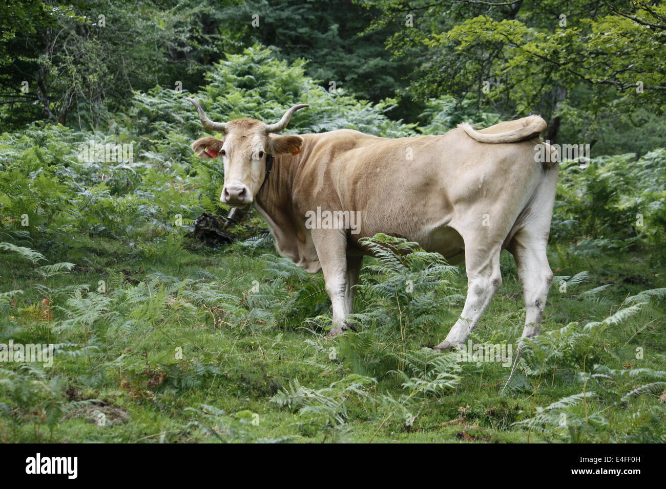 Cow, Natural Park of Gorbeia, Biscaye, Alava, Basque Country, Spain ...