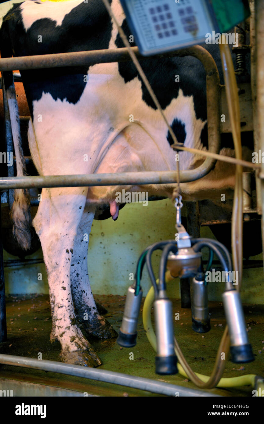 Milking clusters next to dairy cow standing on rotary milking parlour ...