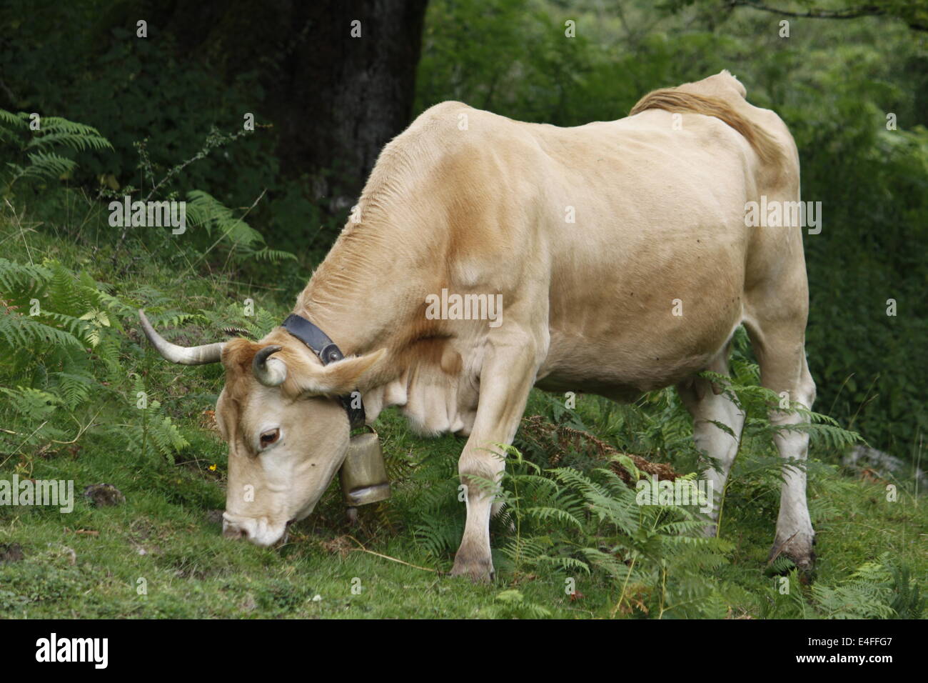 Cow, Natural Park of Gorbeia, Biscaye, Alava, Basque Country, Spain ...