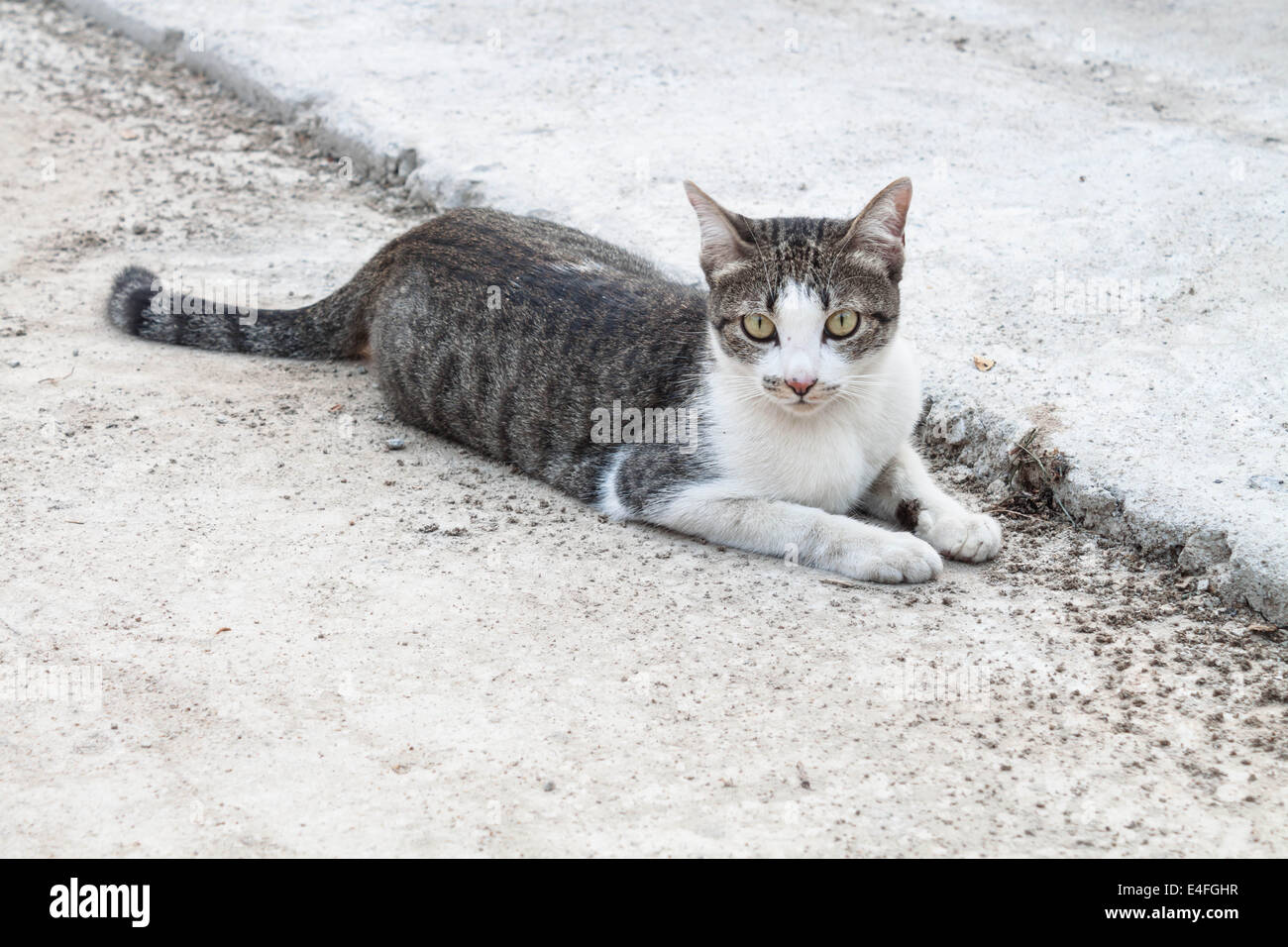 Cat laying on its side hi-res stock photography and images - Alamy