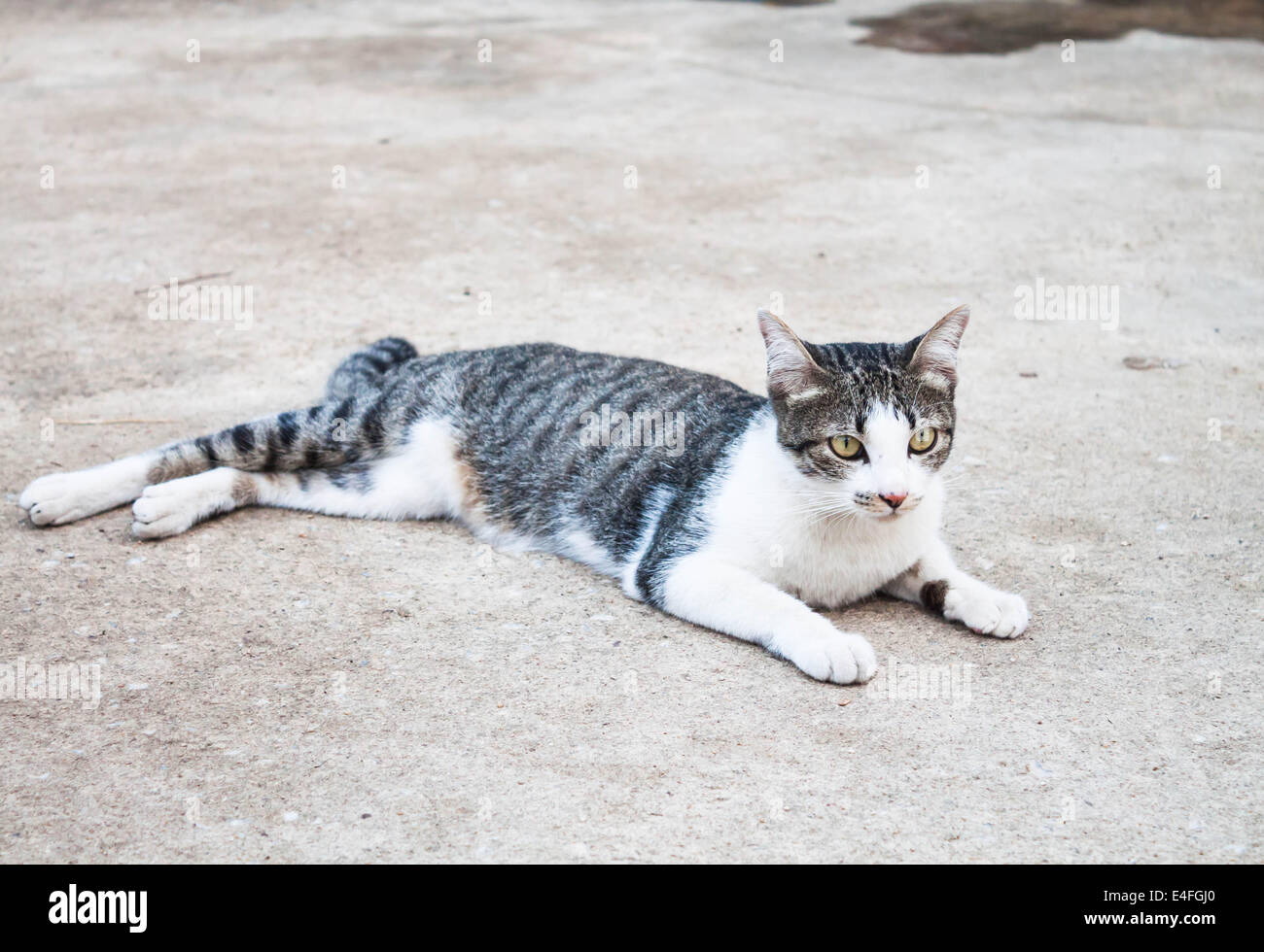 Cat laying side hi-res stock photography and images - Alamy