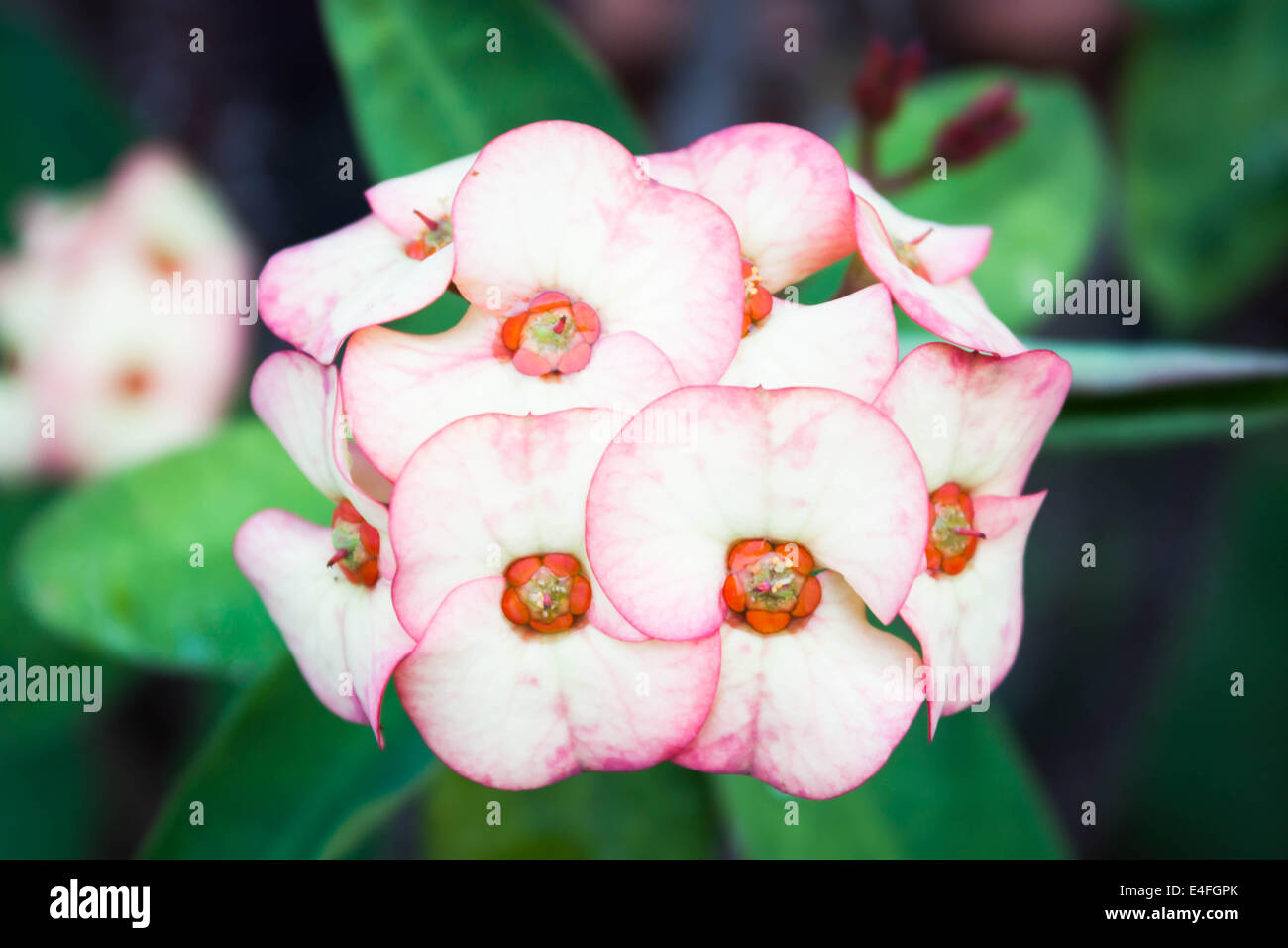Closeup yellow pink edge Poi Sian flowers Stock Photo - Alamy
