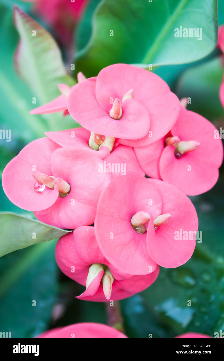 Crown of thorns pink flowers hi-res stock photography and images - Alamy