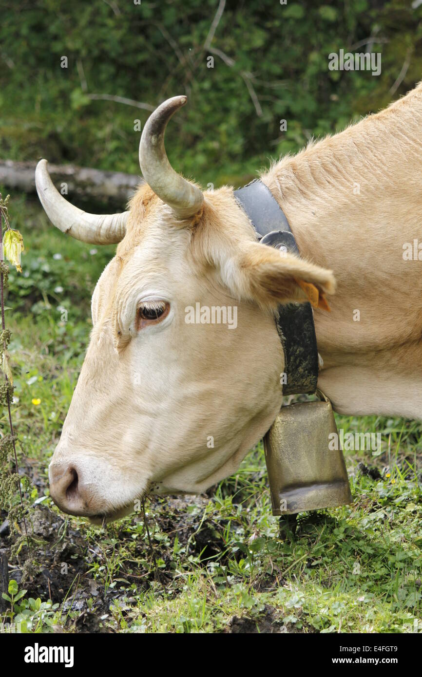 Cow, Natural Park of Gorbeia, Biscaye, Alava, Basque Country, Spain ...