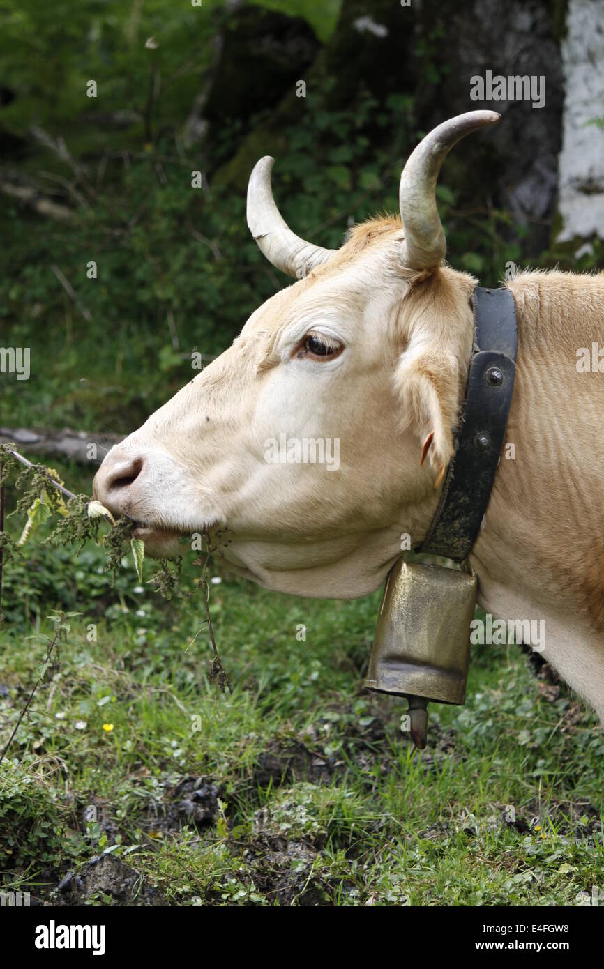 Cow, Natural Park of Gorbeia, Biscaye, Alava, Basque Country, Spain ...