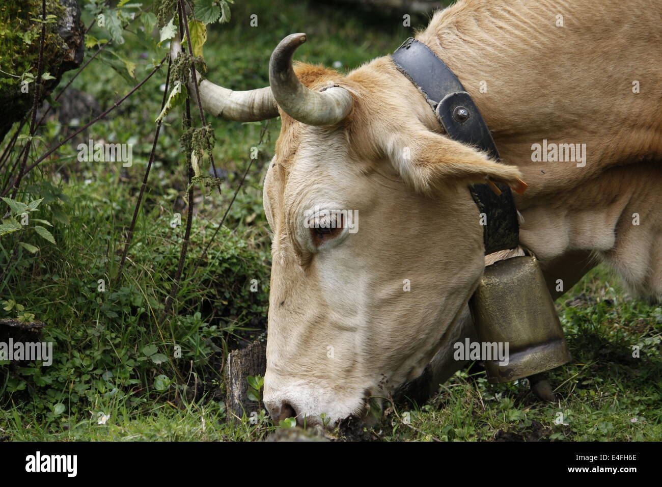 Cow, Natural Park of Gorbeia, Biscaye, Alava, Basque Country, Spain ...
