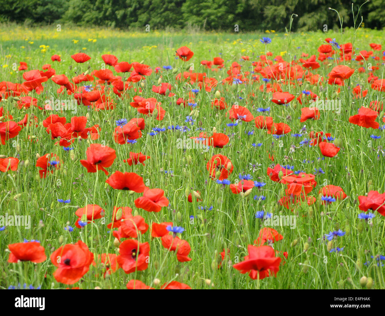 Poppies on summer meadow hi-res stock photography and images - Alamy