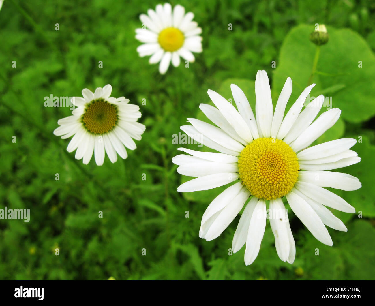 Green grass with daisy flowers Stock Photo - Alamy