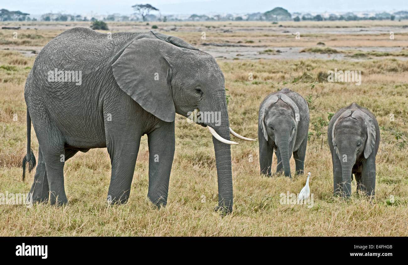 Female African Elephant close to two babies part of family group ...
