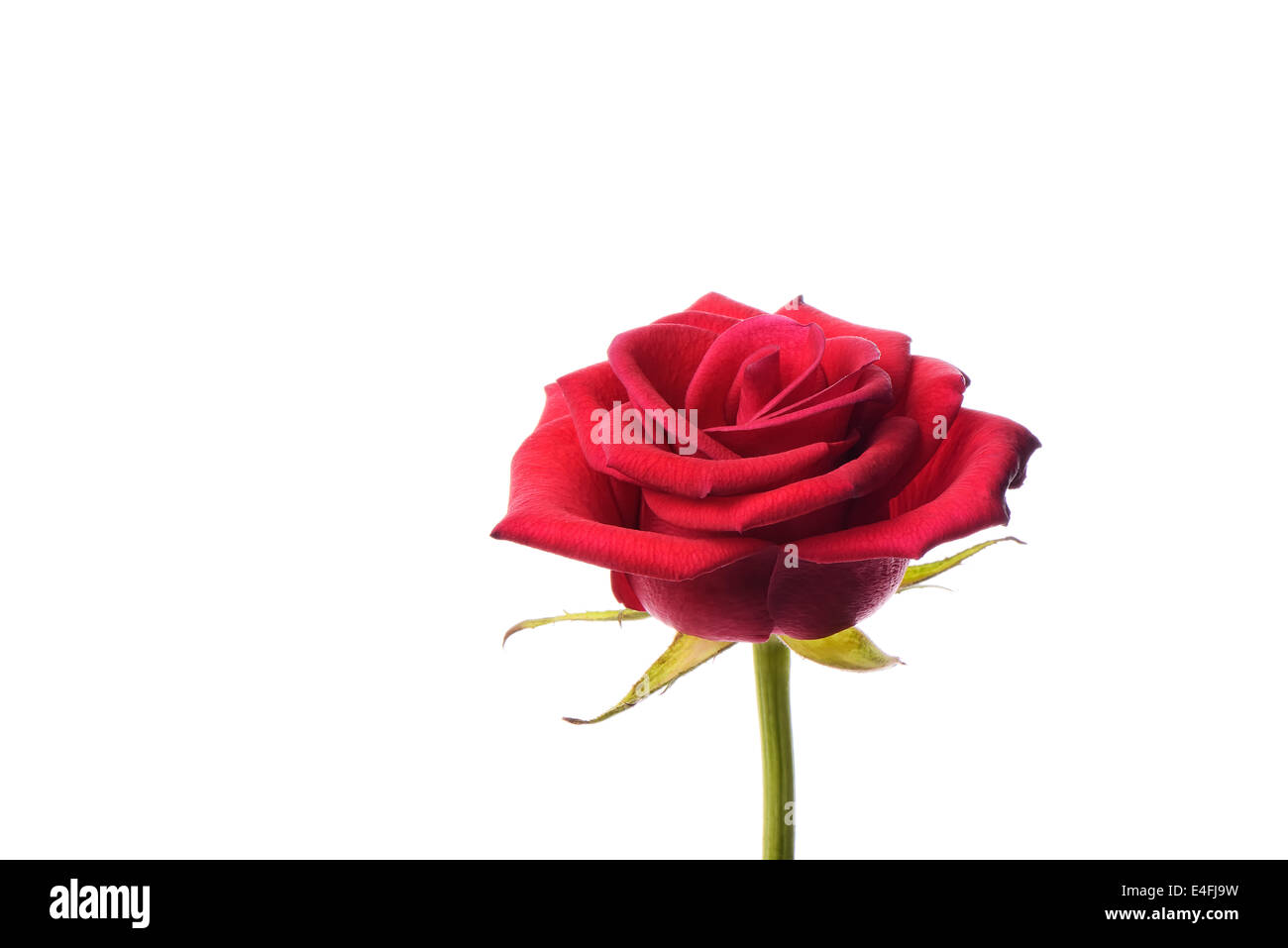 Red rose in full bloom hi-res stock photography and images - Alamy