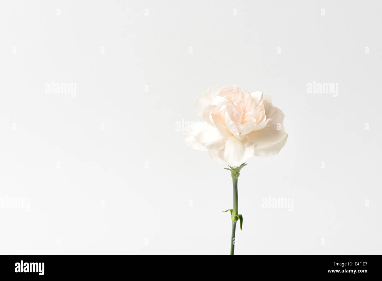 Pink and white carnation hi-res stock photography and images - Alamy