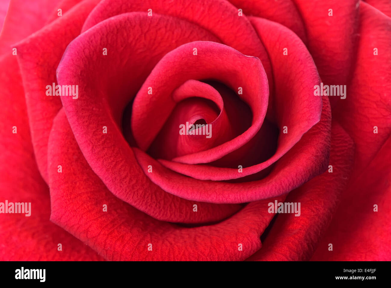 Closeup of fresh red rose in full bloom Stock Photo - Alamy