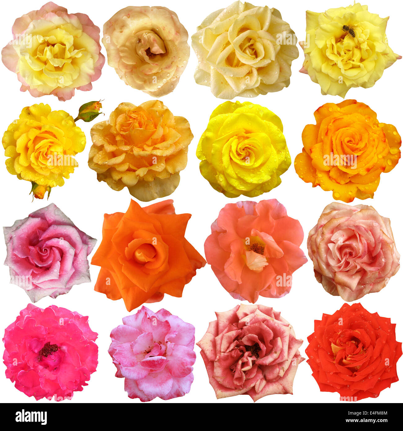 Still rose image Cut Out Stock Images & Pictures - Alamy