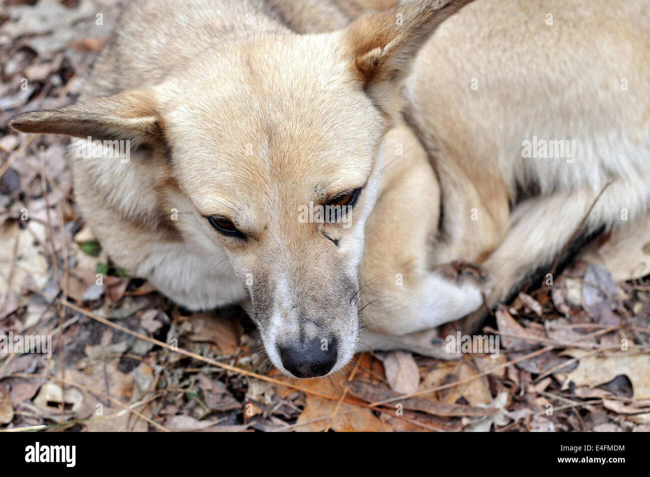 Homeless dog hi-res stock photography and images - Alamy