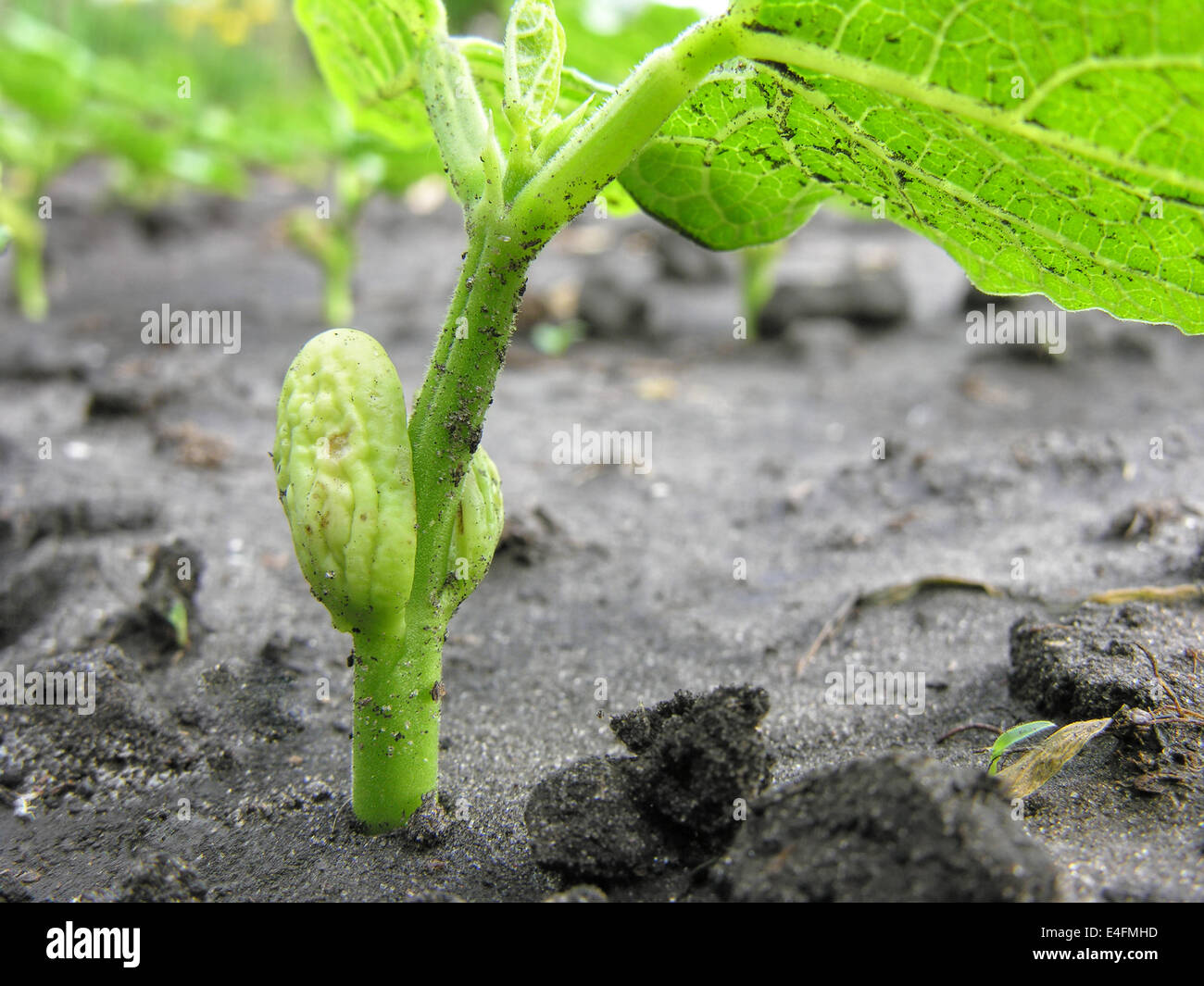 Haricot hi-res stock photography and images - Alamy