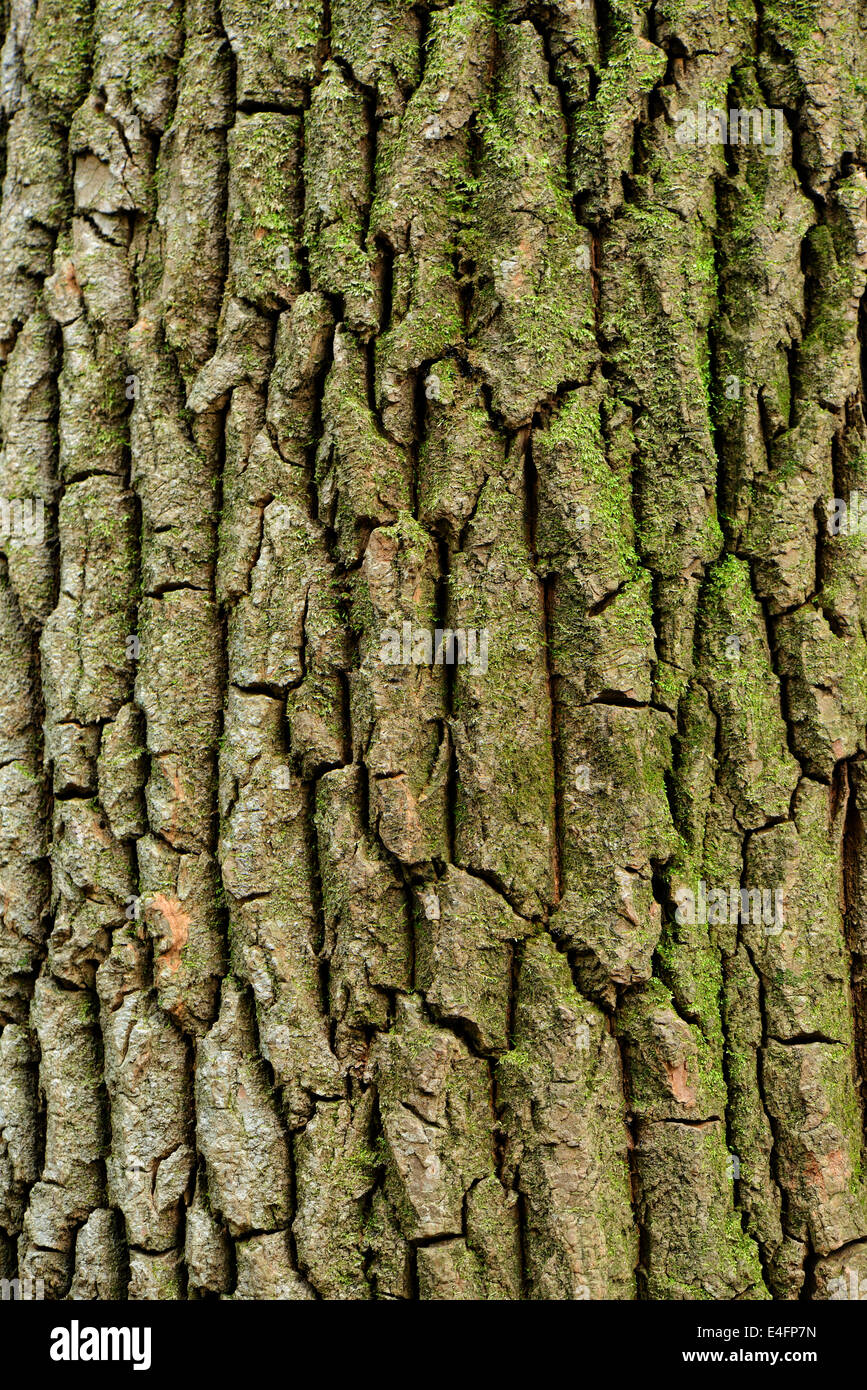 surface texture pattern of old tree bark Stock Photo - Alamy