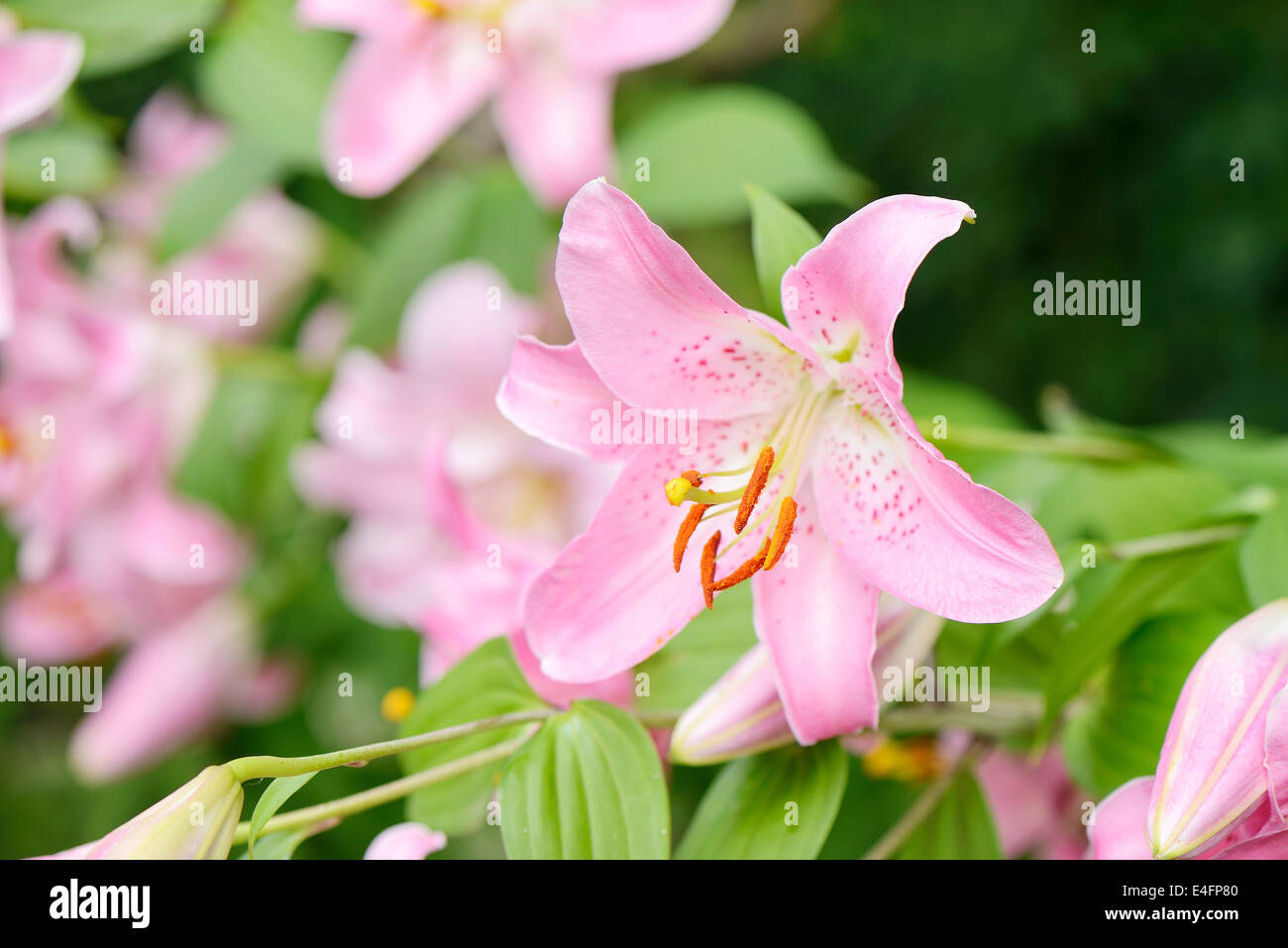 Lily flowers hi-res stock photography and images - Alamy