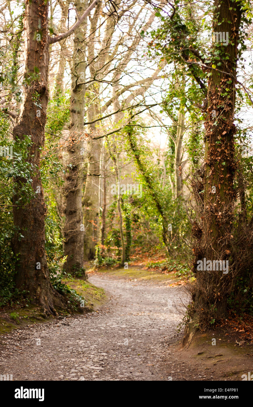 Winding Path through Forest Stock Photo - Alamy