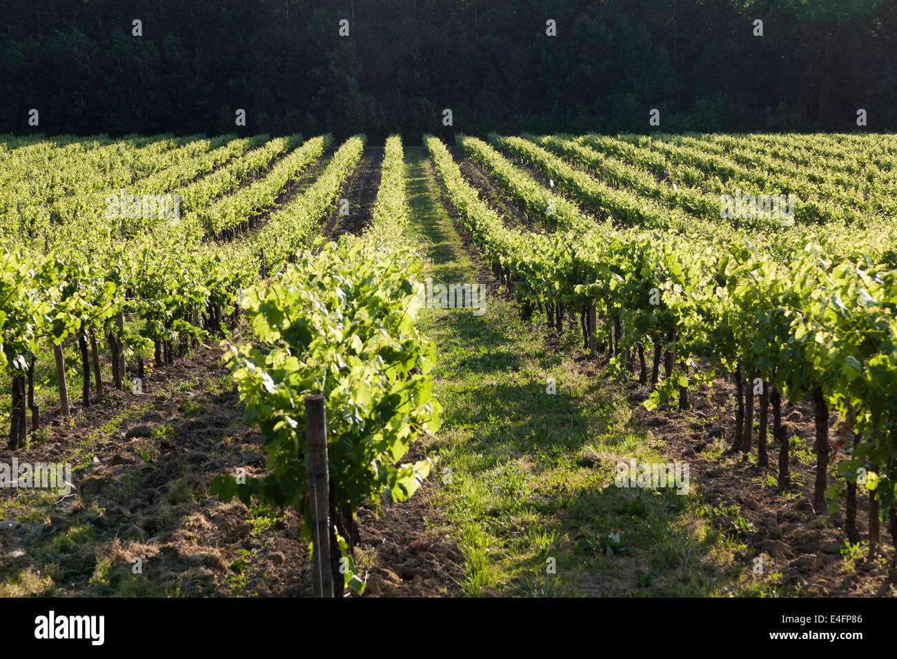Rows of grape vines hi-res stock photography and images - Alamy
