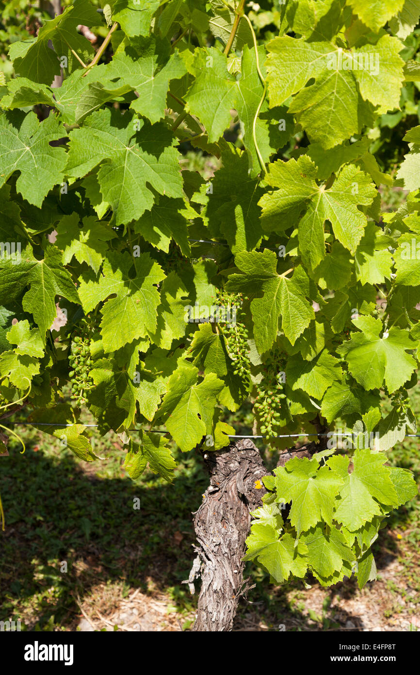 Vine forming hi-res stock photography and images - Alamy
