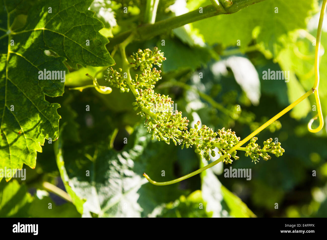 Forming fruits hi-res stock photography and images - Alamy