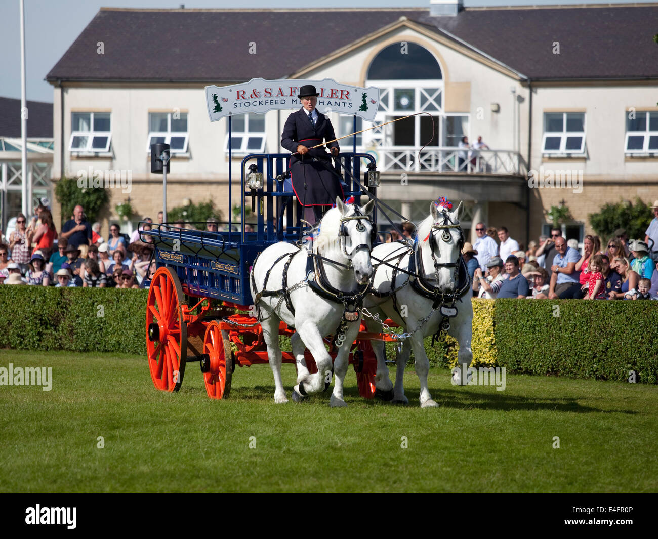 Percheron horse hi-res stock photography and images - Alamy