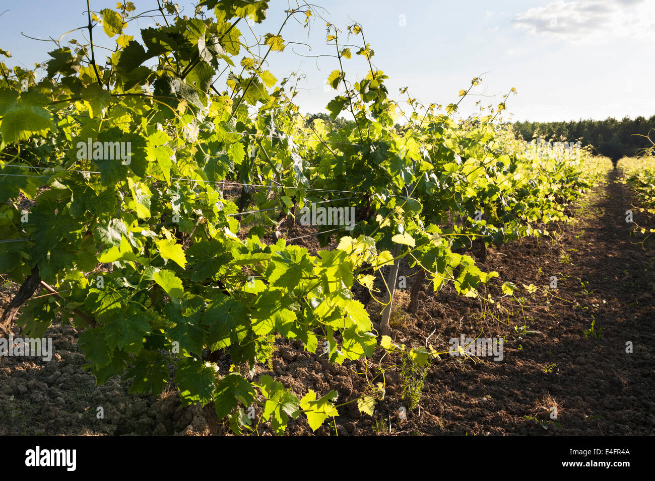 Extraneous hi-res stock photography and images - Alamy