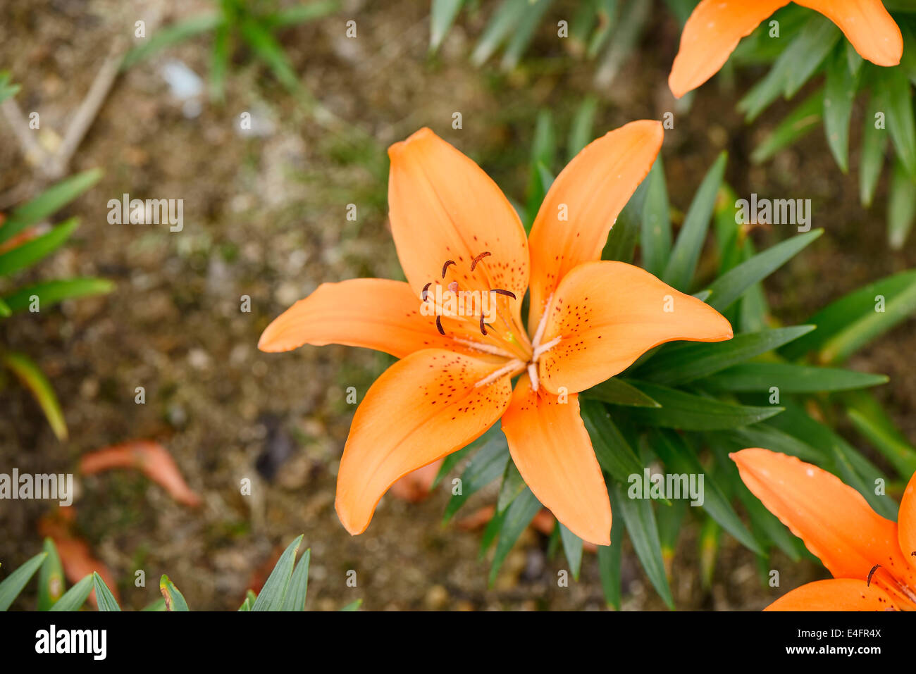 Lily flowers hi-res stock photography and images - Alamy