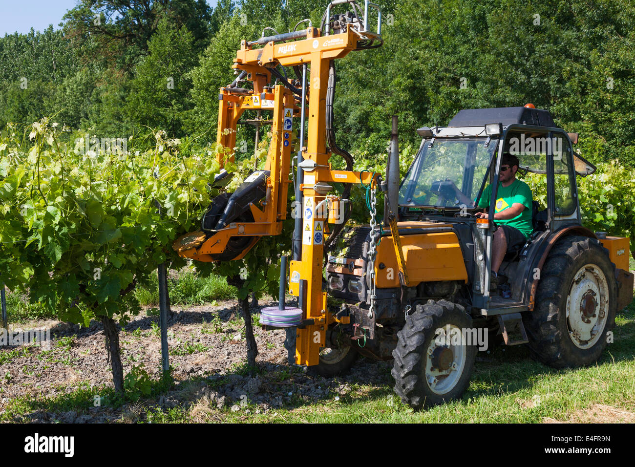 Tractor raising branches of rows of grape vines with lifting wire Stock ...