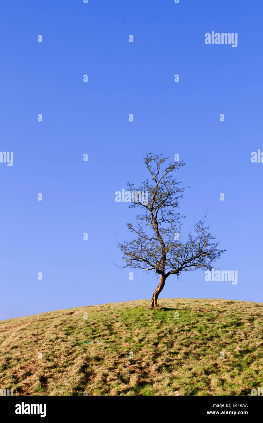dry tree isolated Stock Photo - Alamy