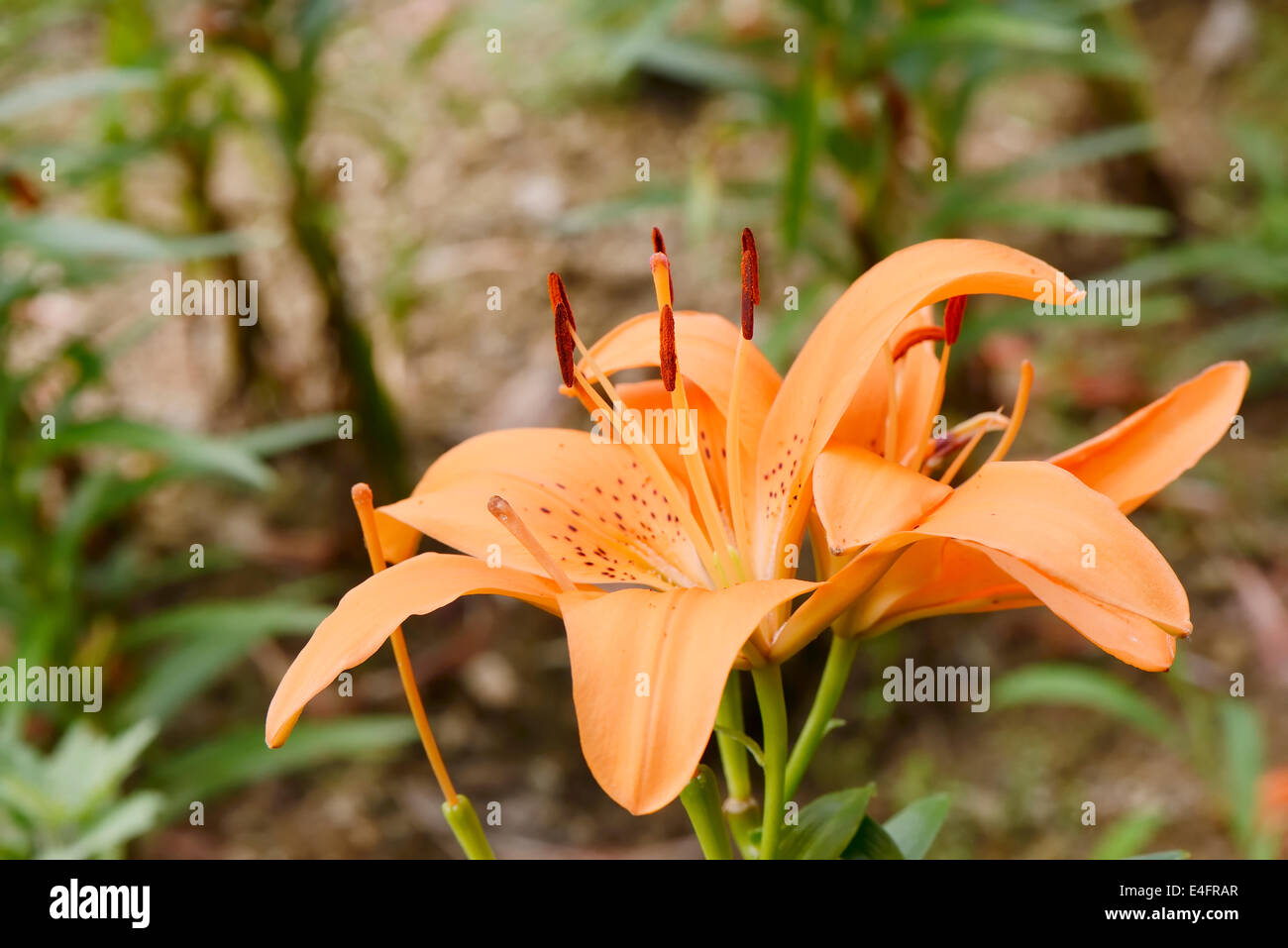 Lily in spring close hi-res stock photography and images - Alamy