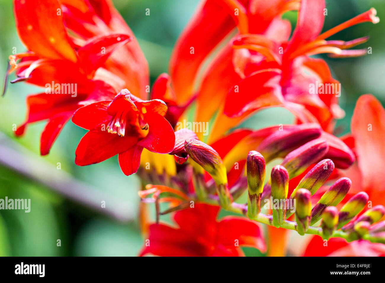 Lucifer flowers hi-res stock photography and images - Alamy