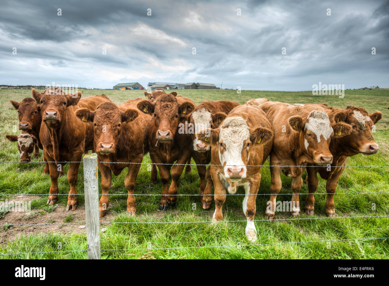 Beef cow orkney cattle hi-res stock photography and images - Alamy
