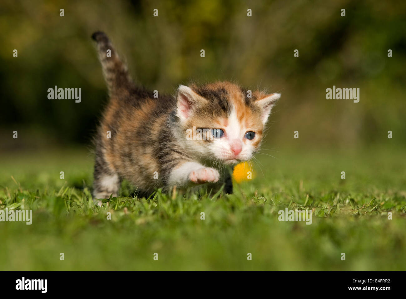 Cat, kitten walking on a meadow Stock Photo - Alamy