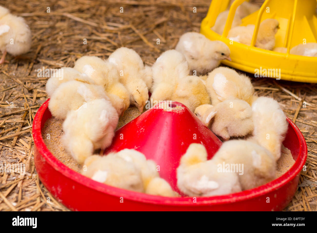 Baby chicken being fed on a chicken farm, close up Stock Photo - Alamy
