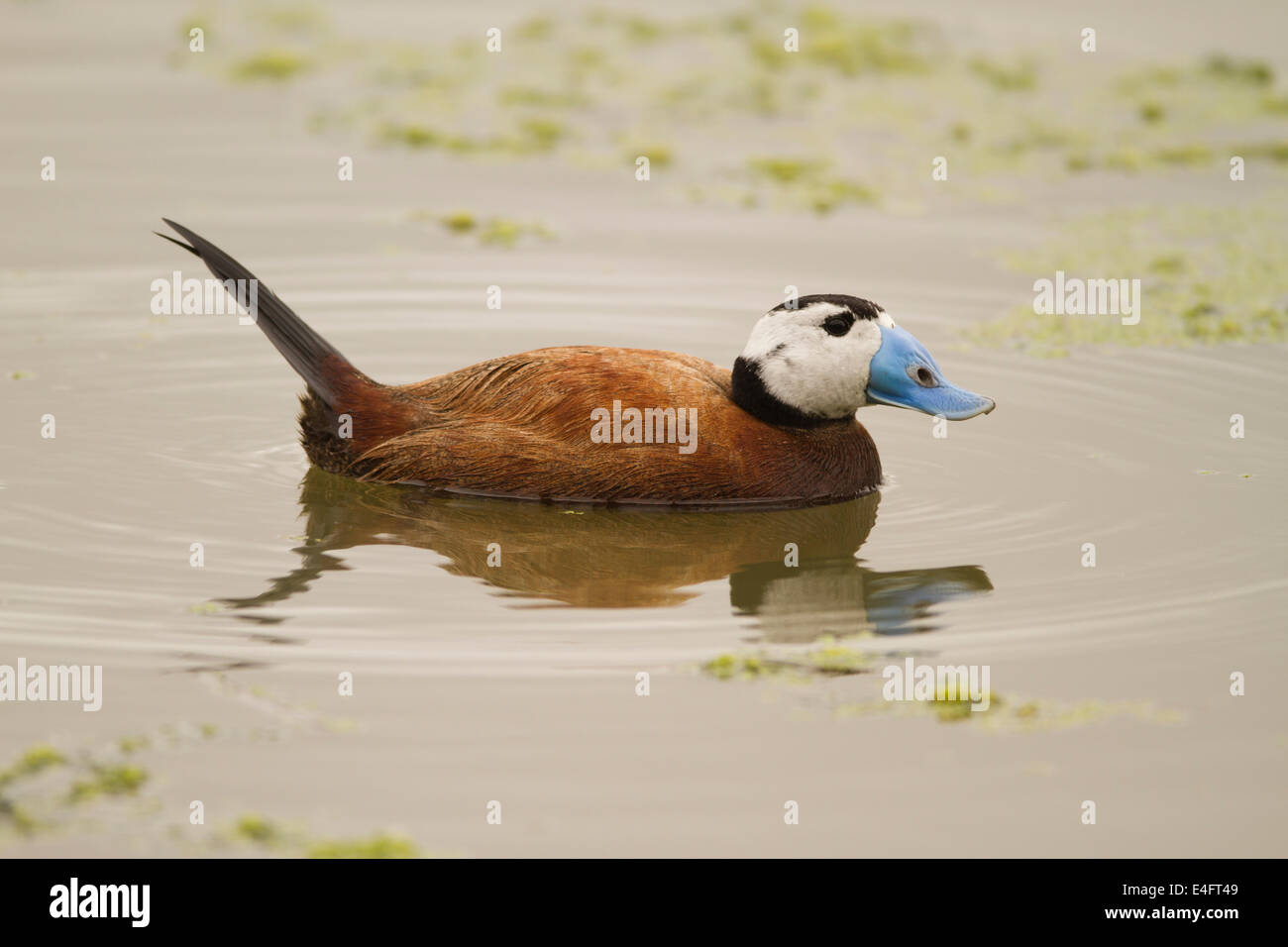 White headed duck spain hi-res stock photography and images - Alamy