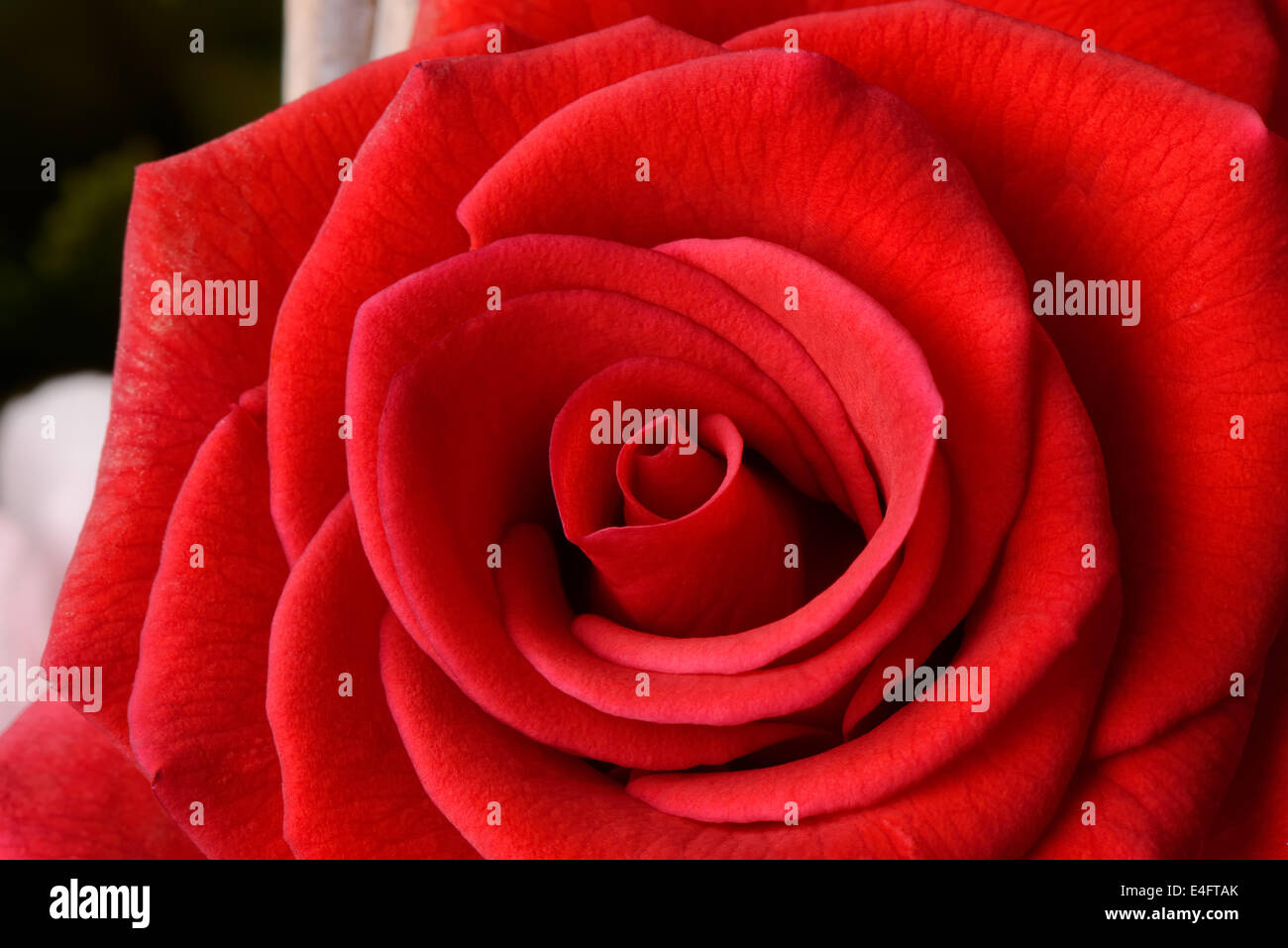 Closeup of fresh red rose in full bloom Stock Photo - Alamy