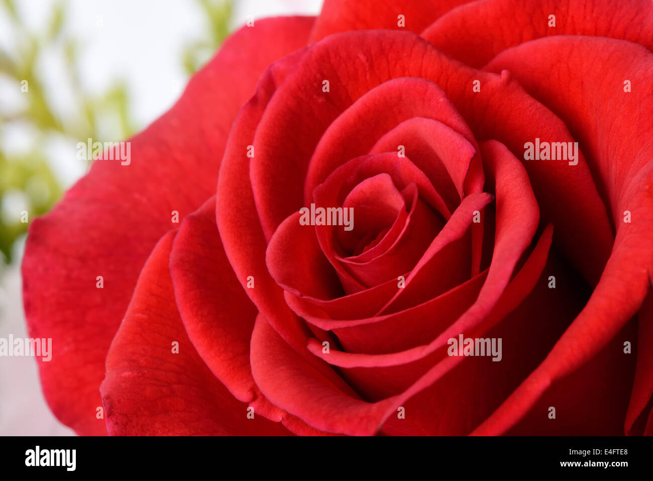Closeup of fresh red rose in full bloom Stock Photo - Alamy