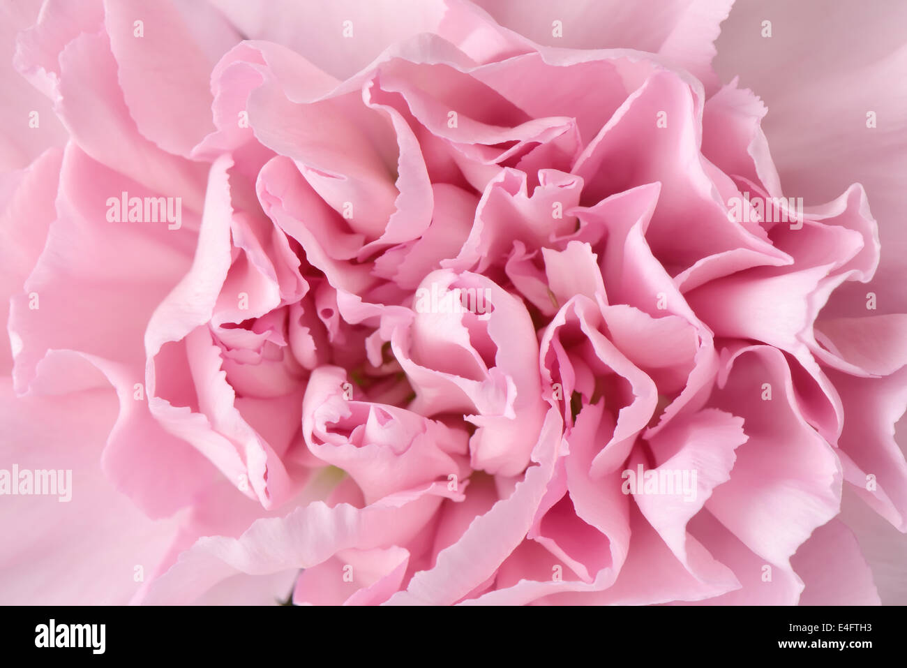 Closeup Carnation High Resolution Stock Photography and Images - Alamy