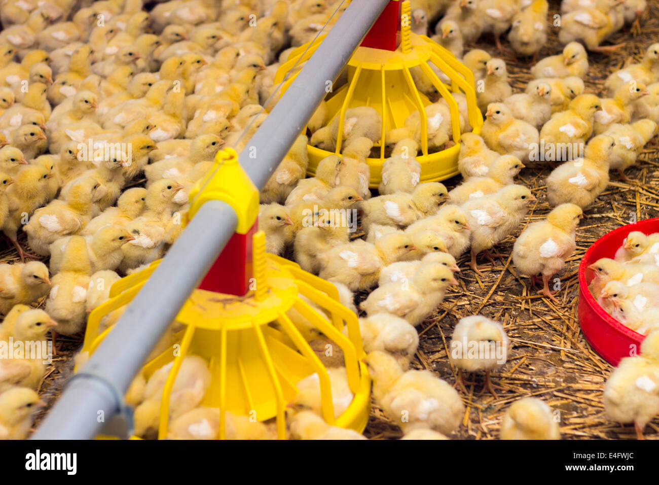 Chicken on farm crowded hi-res stock photography and images - Alamy