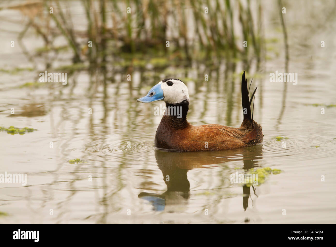 White-headed Duck swimming on a spanish lake Stock Photo - Alamy