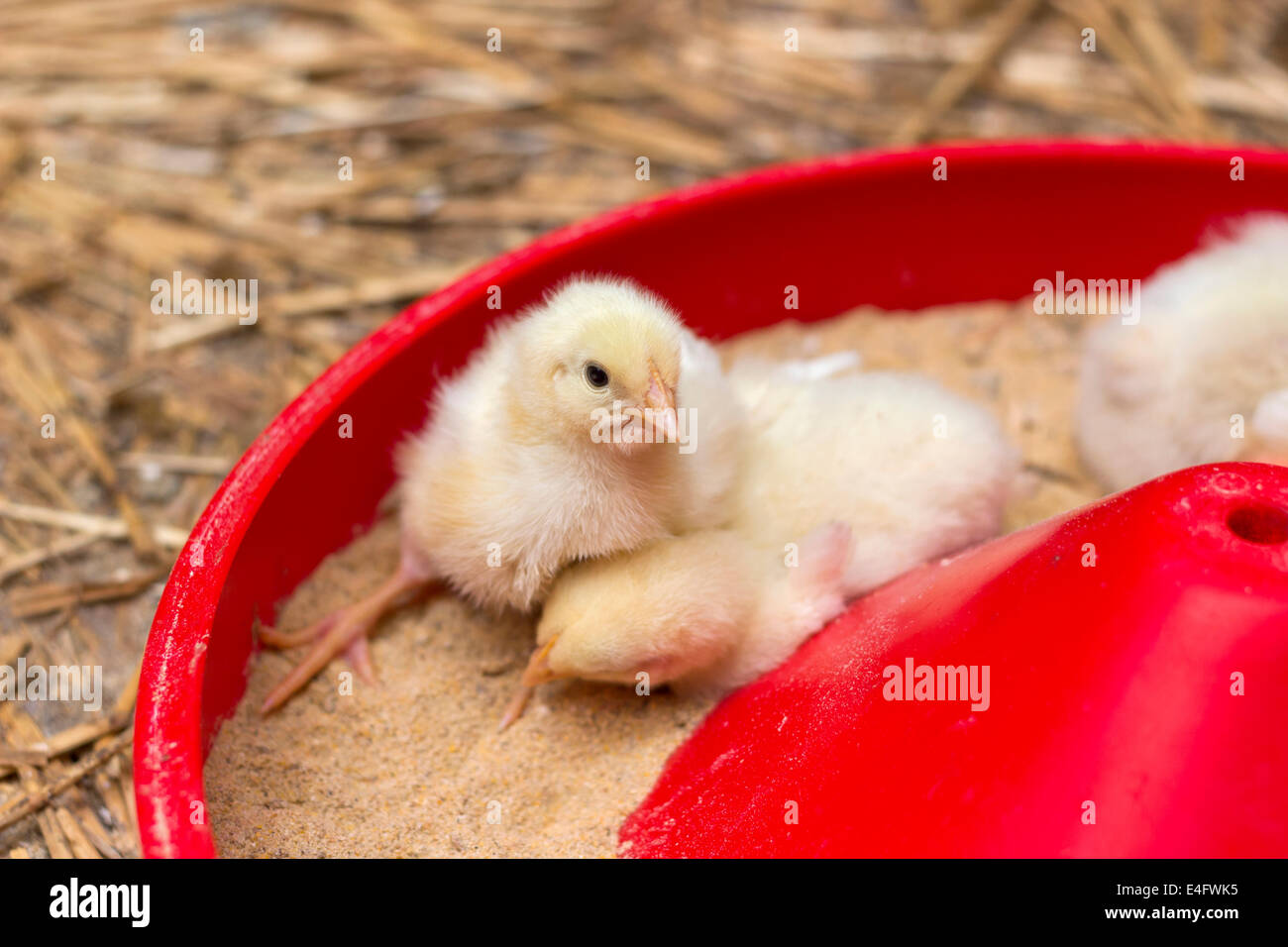 Baby chicken on a chicken farm, close up Stock Photo - Alamy
